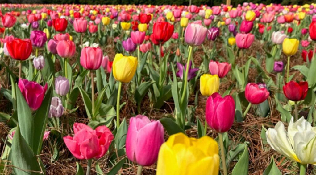 Peak Tulip Bloom at Cason’s Garden @ Callaway Gardens - Pine Mountain